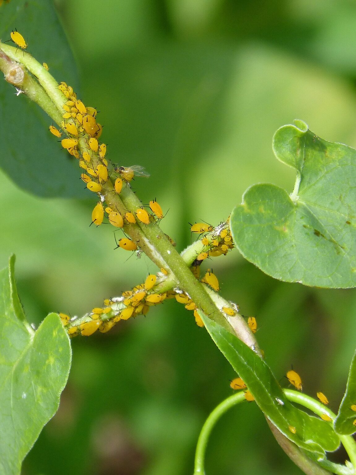 A Cheap and Effective Way to Kill Aphids | Make it a Garden