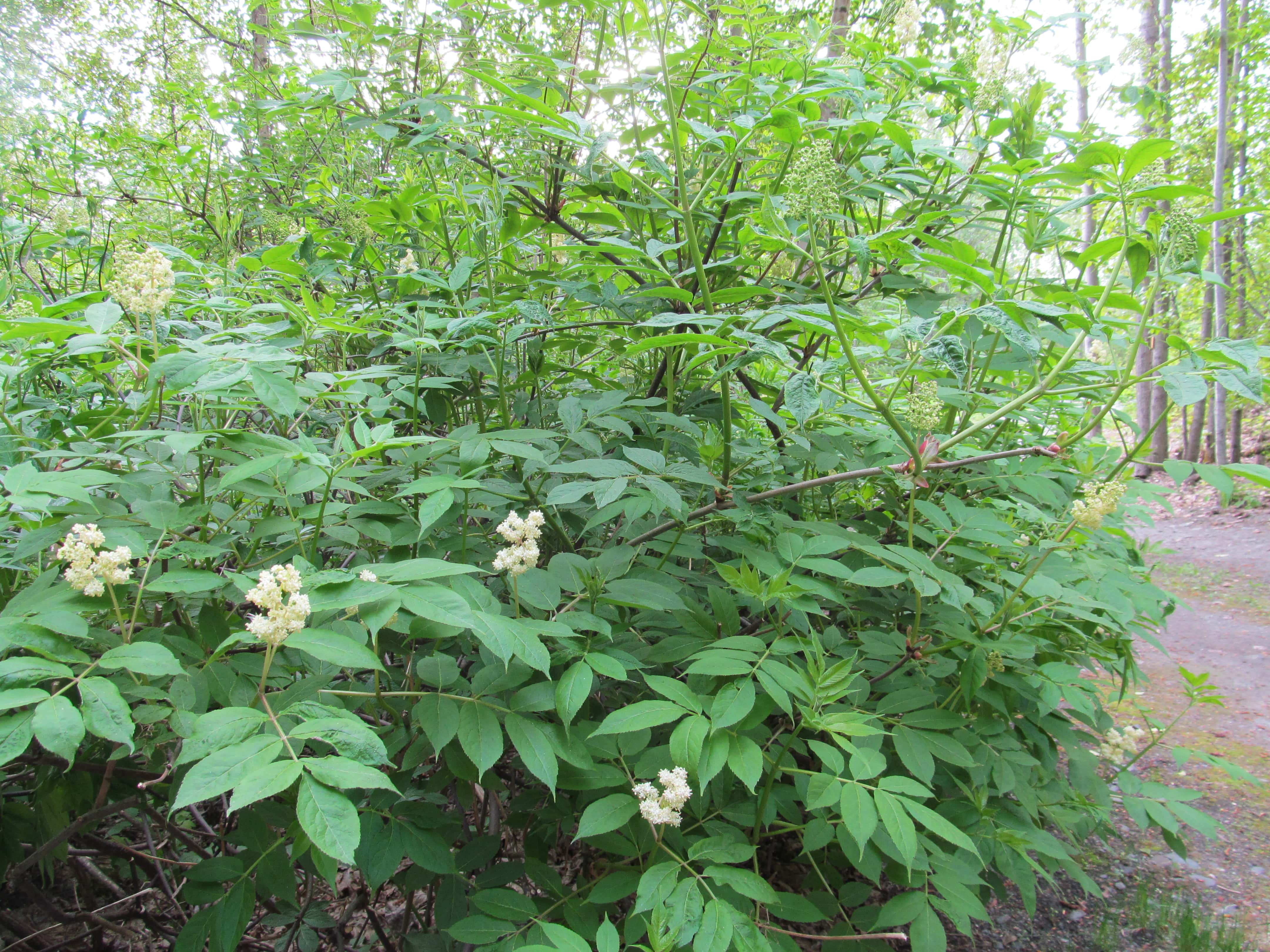 Meet Alaska's Wildflowers in Spring | Make it a Garden