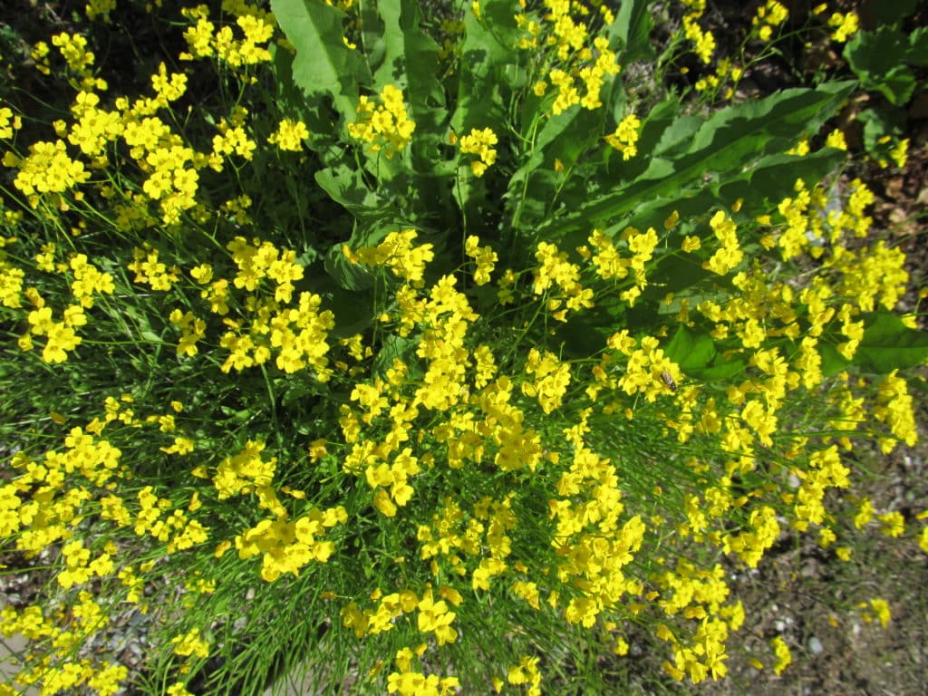 Meet Alaska's Wildflowers in Spring | Make it a Garden