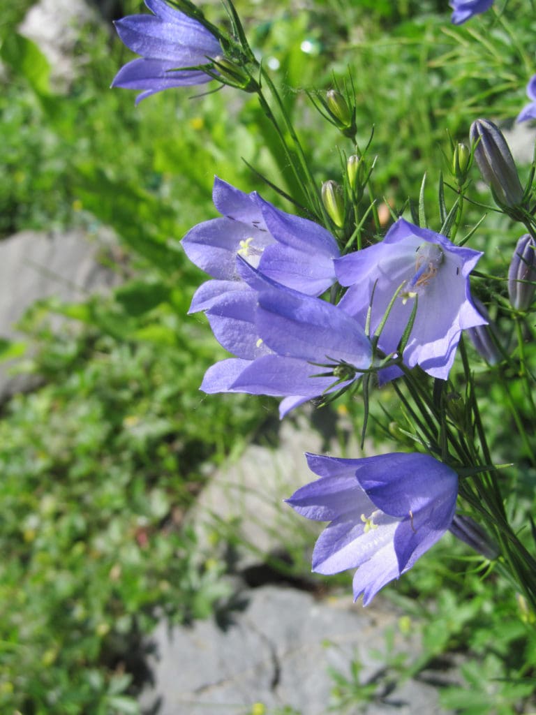 Meet Alaska's Wildflowers in Summer | Make it a Garden