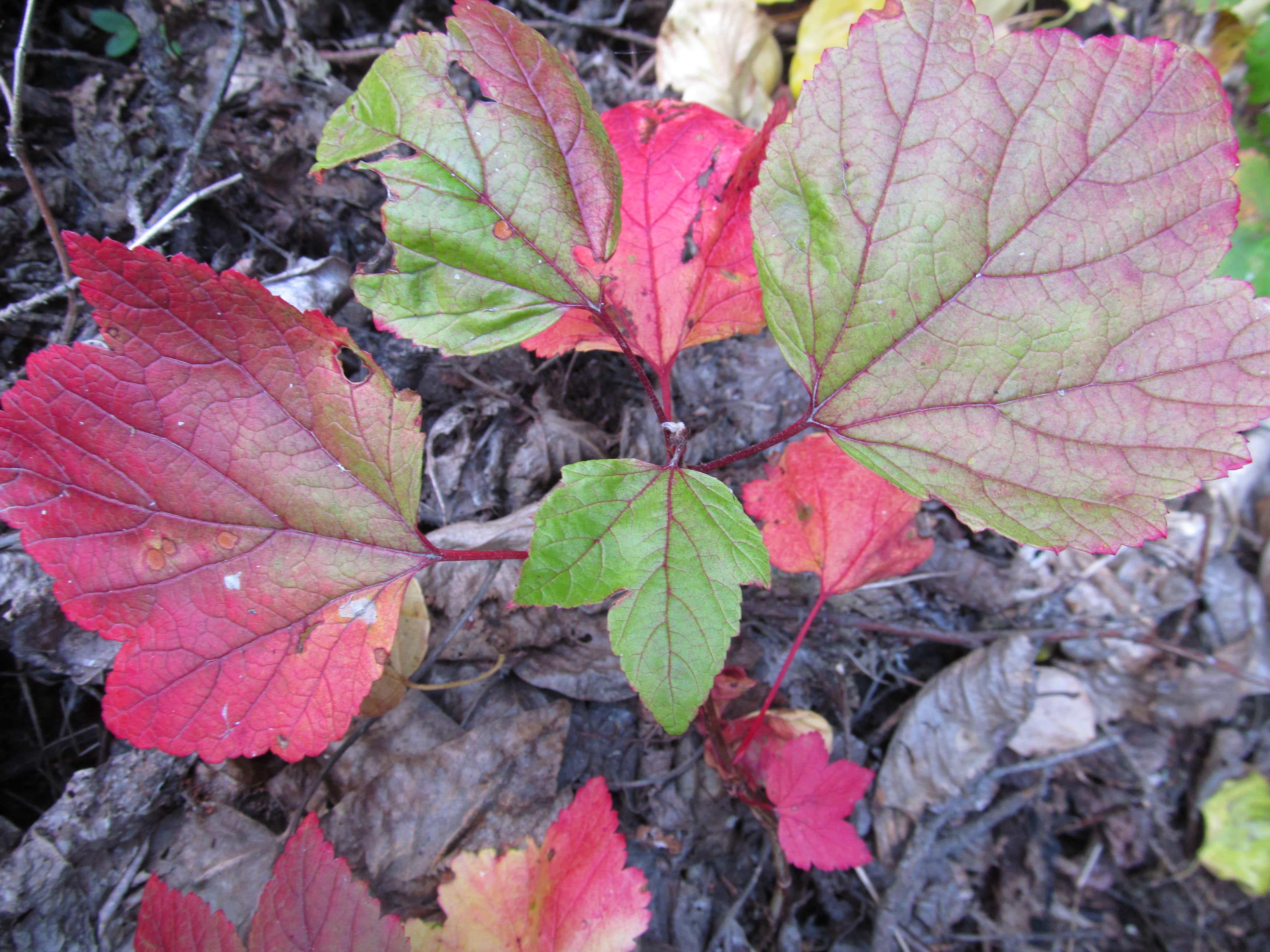 How to Make a Rustic Bouquet with Fall Foliage | Make it a Garden