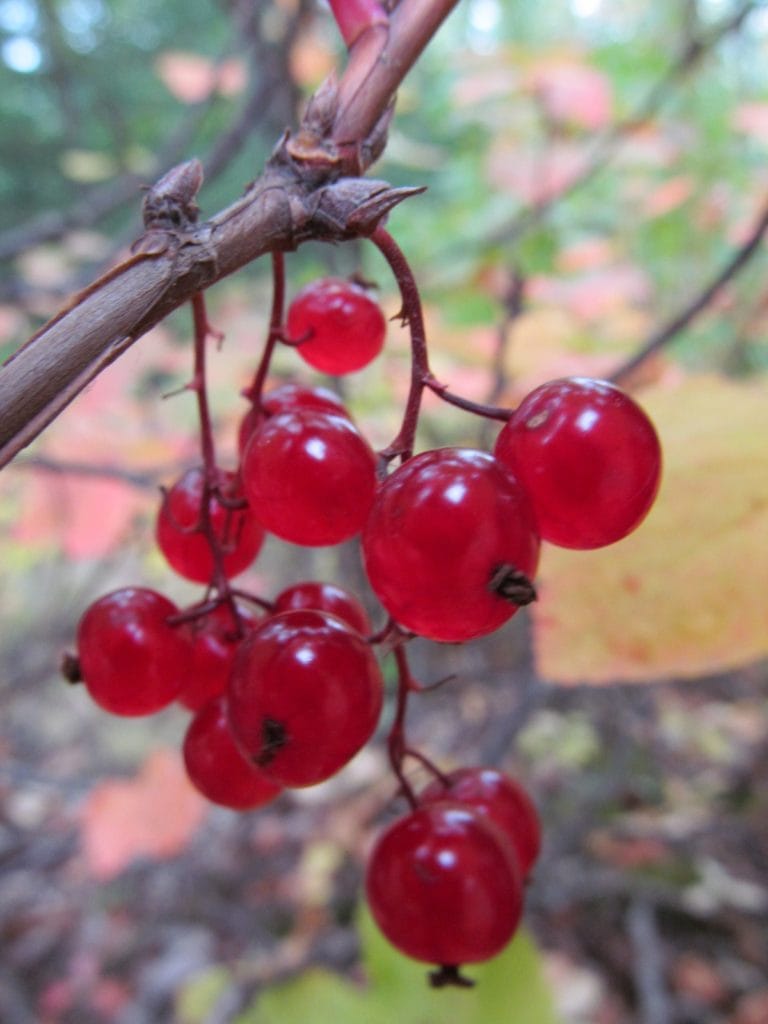 See Alaska's Plants and Berries in the Fall | Make it a Garden