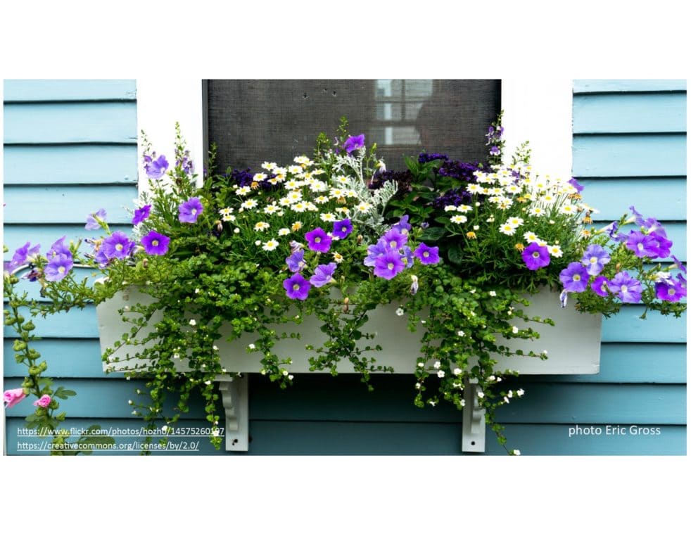 How to plant window boxes that envy | Make it a Garden