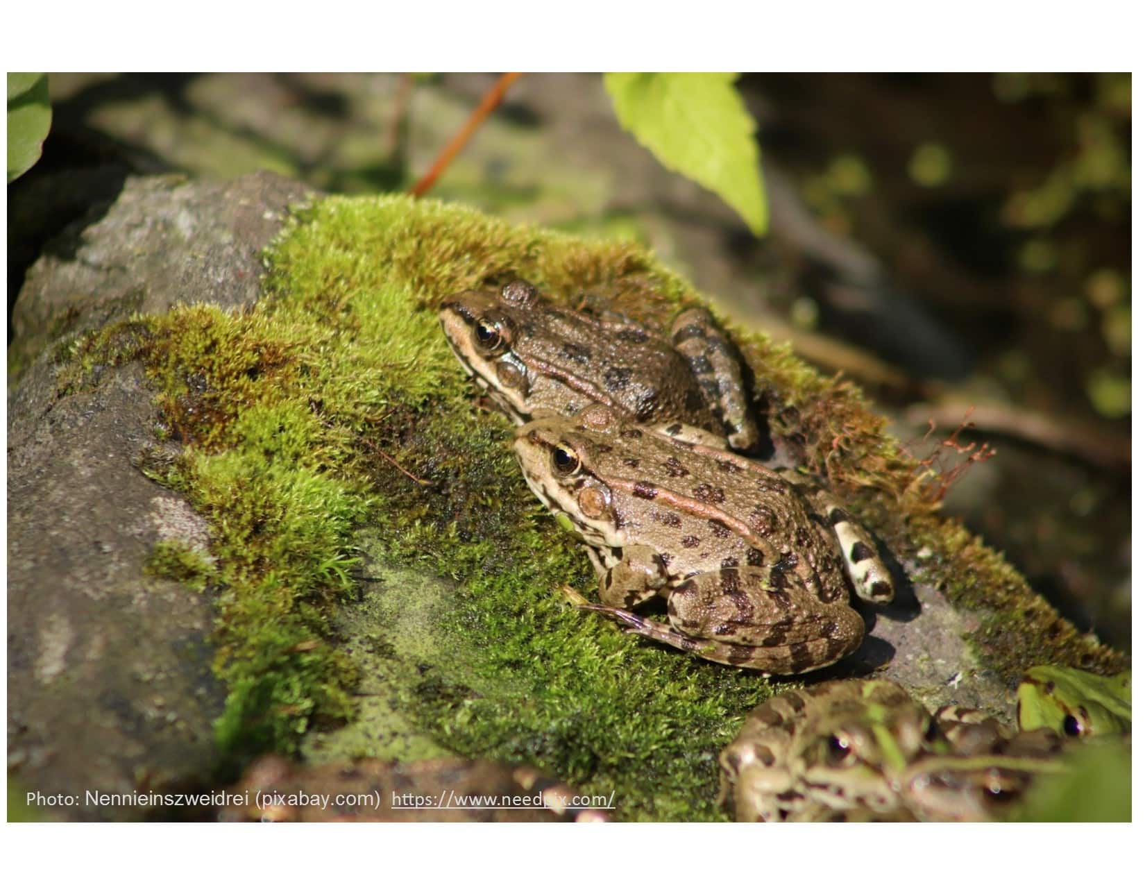 Making friends: new role of moss in the landscape | Make it a Garden
